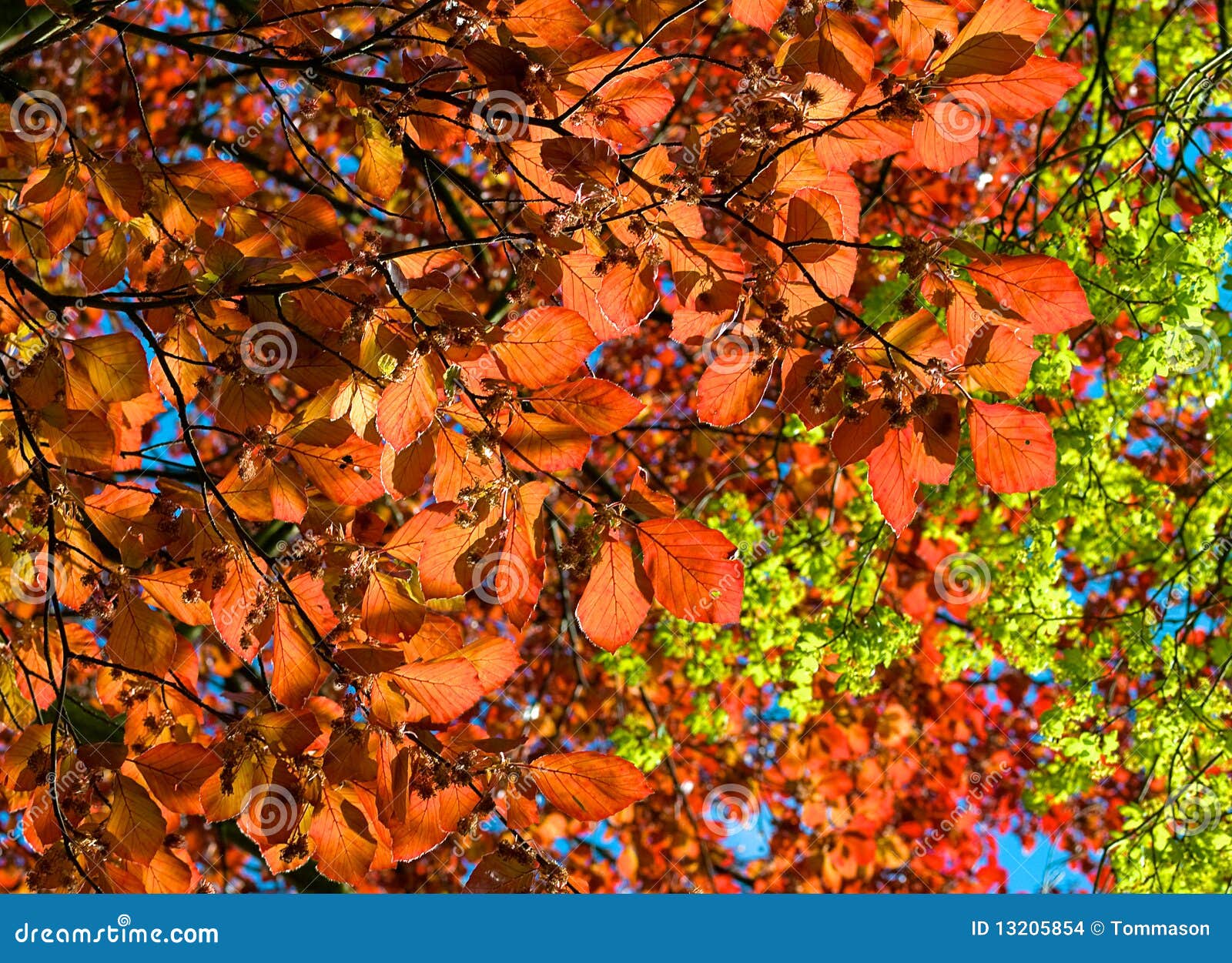 Copper Beech stock photo. Image of flora, copper, nature - 13205854