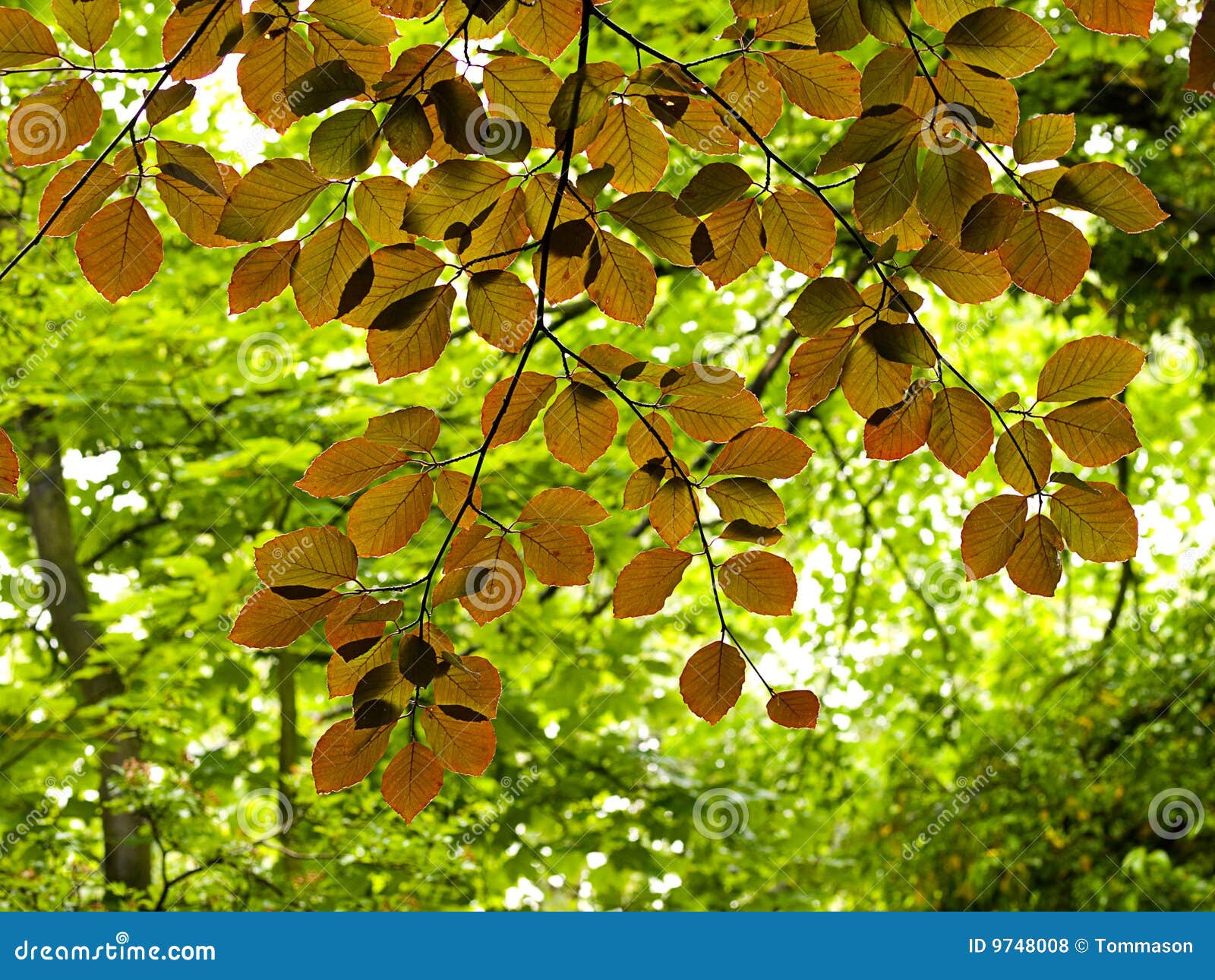 Copper Beech stock photo. Image of beach, tree, copper - 9748008