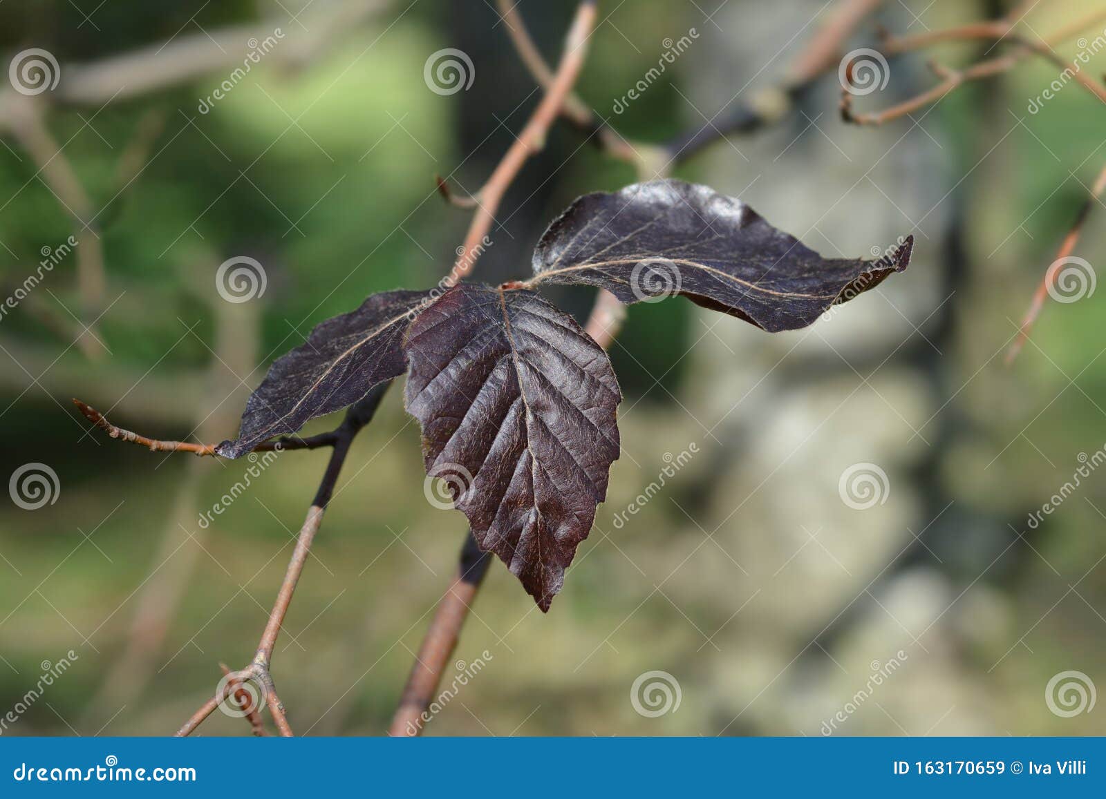 Copper Beech stock image. Image of fagus, tree, beech - 163170659