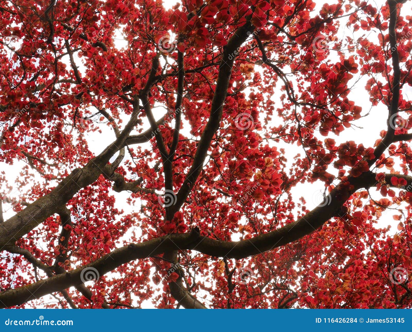 Copper Beech Tree Leaves stock photo. Image of sylvatica - 116426284