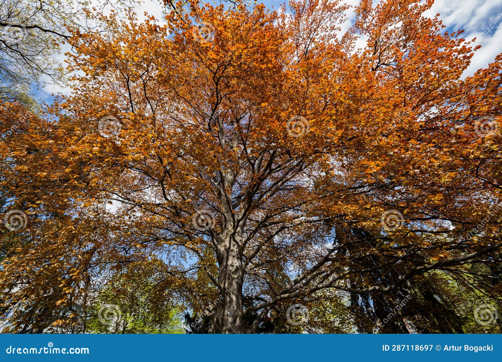 Copper Beech Tree in Spring Stock Image - Image of beech, canopy: 287118697