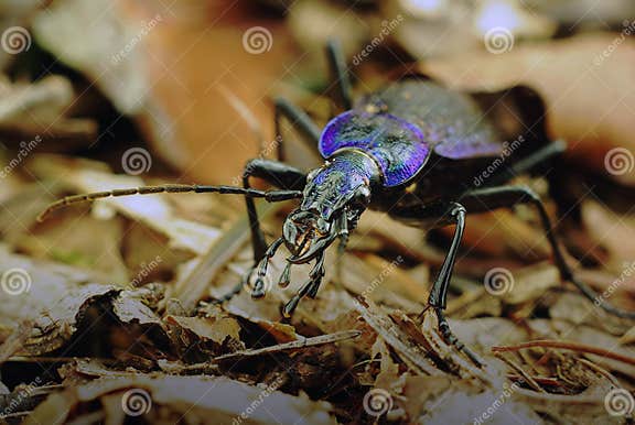 Copper bug stock image. Image of crawly, prey, insects - 12352651