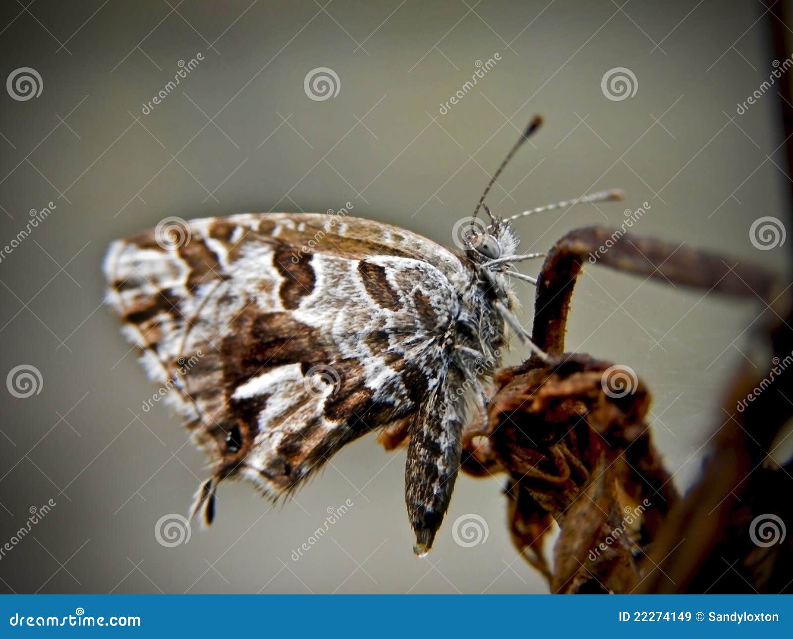 Copper Butterfly 2 stock image. Image of butterfly, flying - 22274149