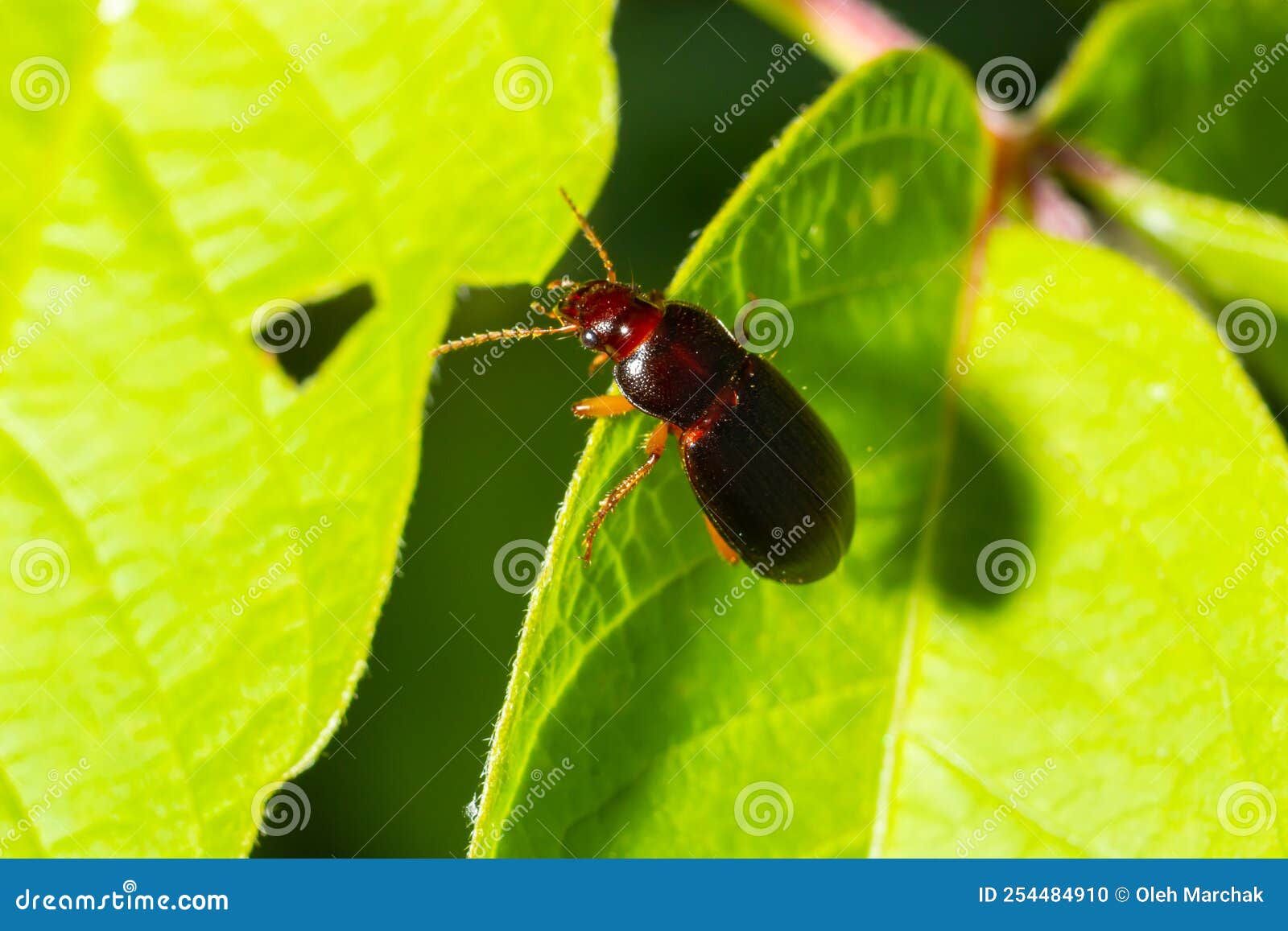 Copper Colored Ground Beetle on Grass in a Natural Environment. Summer ...