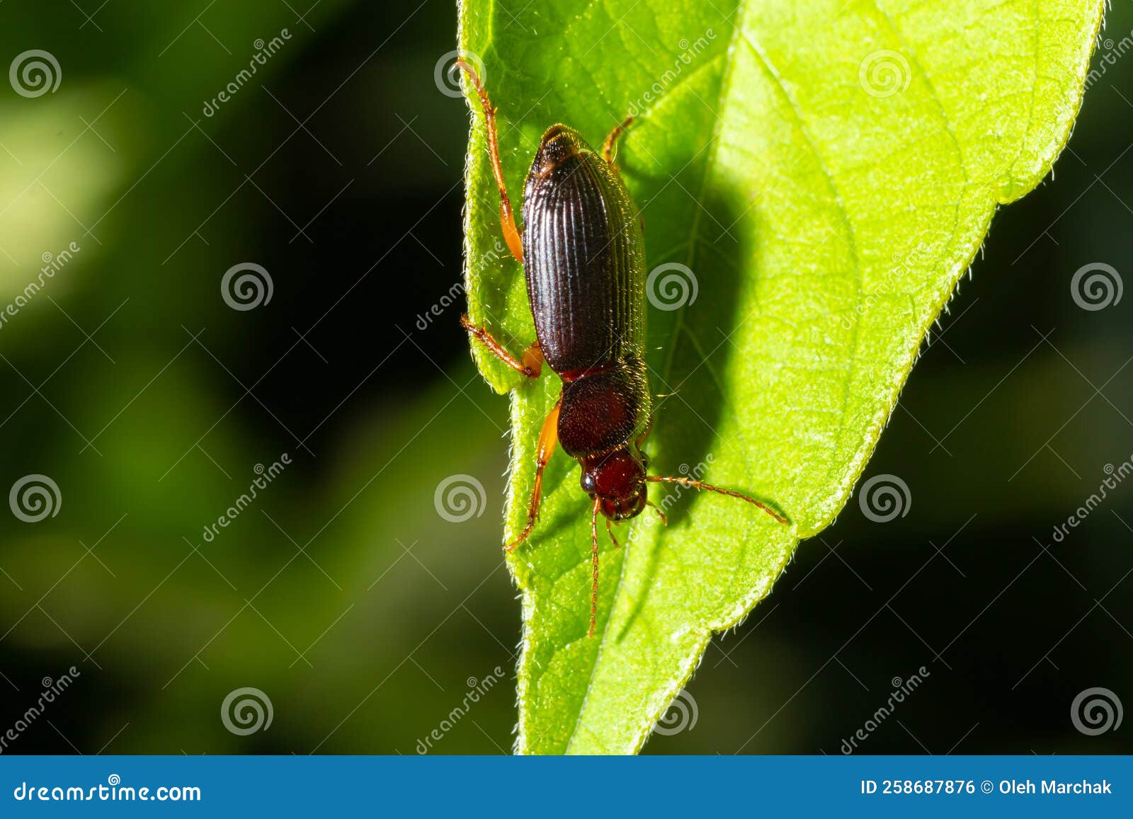 Copper Colored Ground Beetle on Grass in a Natural Environment. Summer ...
