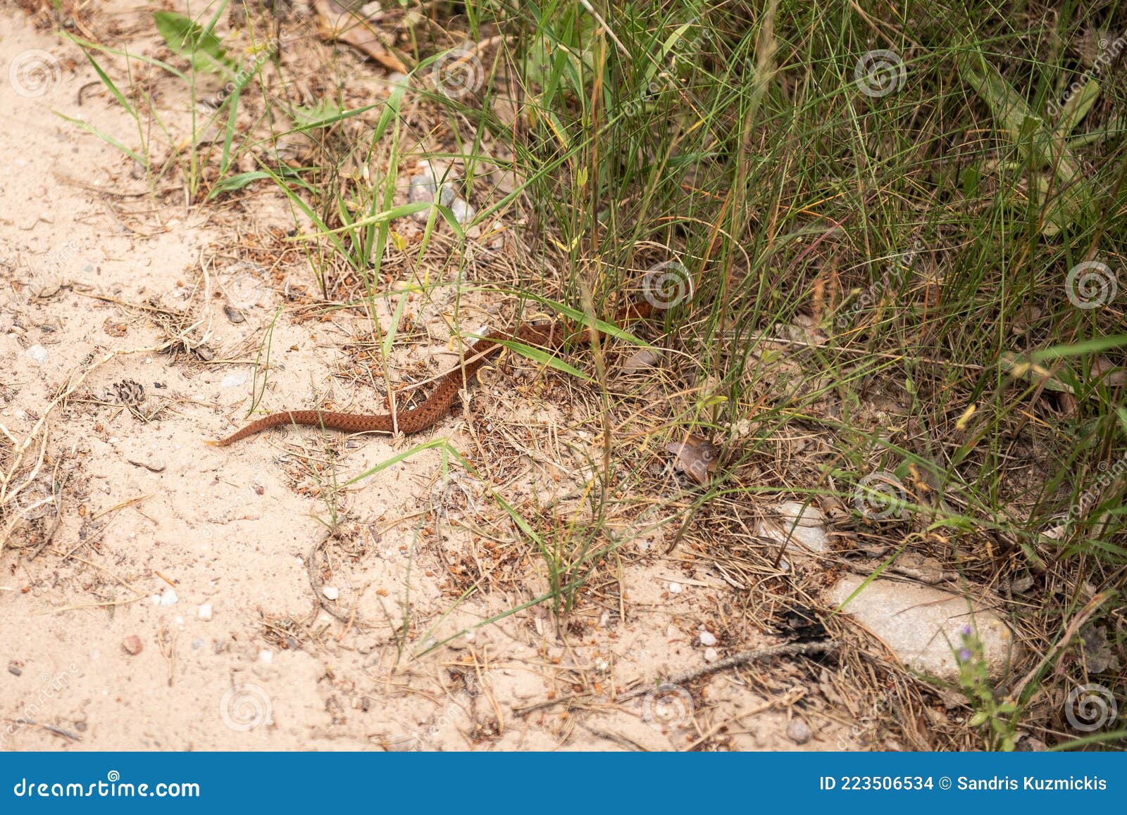 Copper Colored Viper Crawling in the Grass Stock Photo - Image of ...