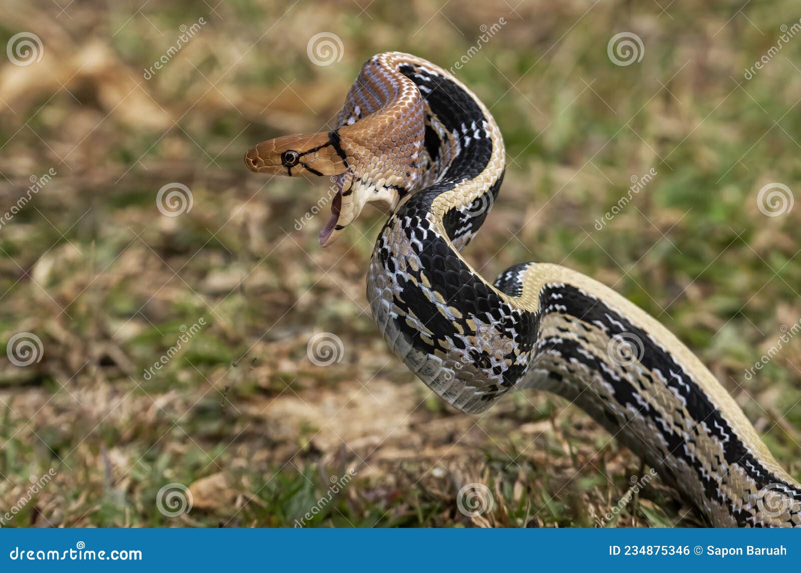 Copper-headed Trinket Snake Ready To Attack, Coelognathus Radiatus ...