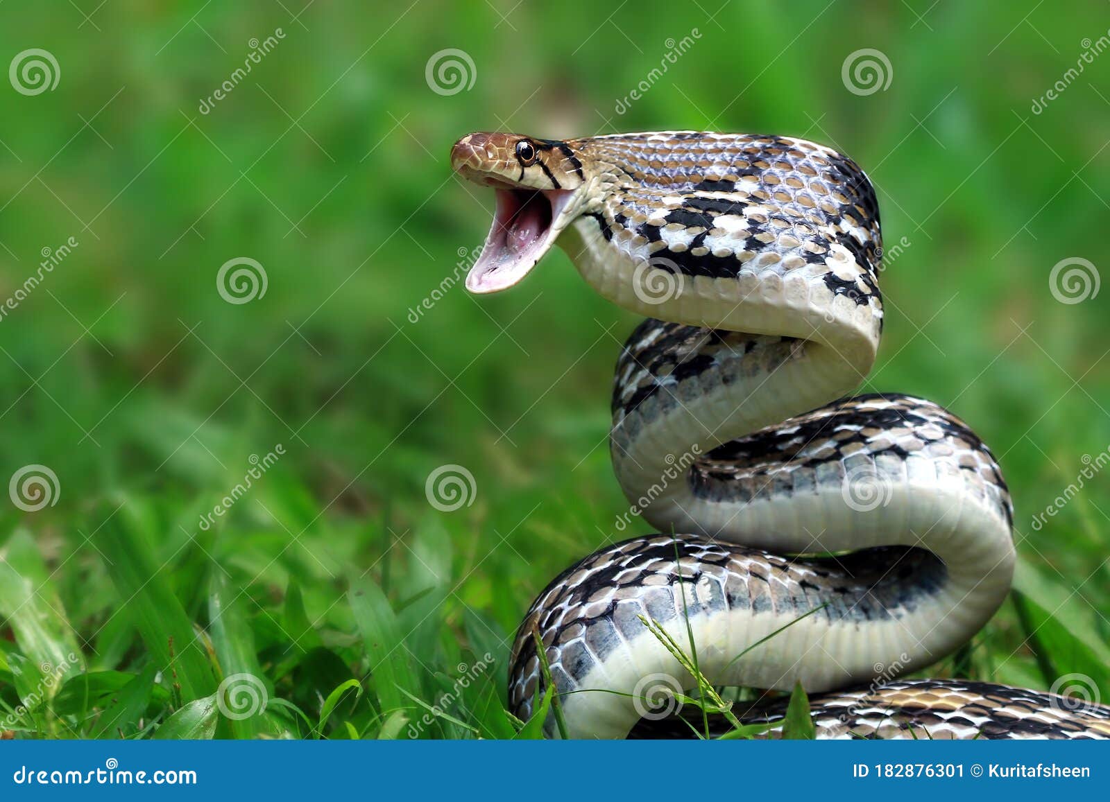 Copper-headed Trinket Snake Ready To Attack, Coelognathus Radiatus ...