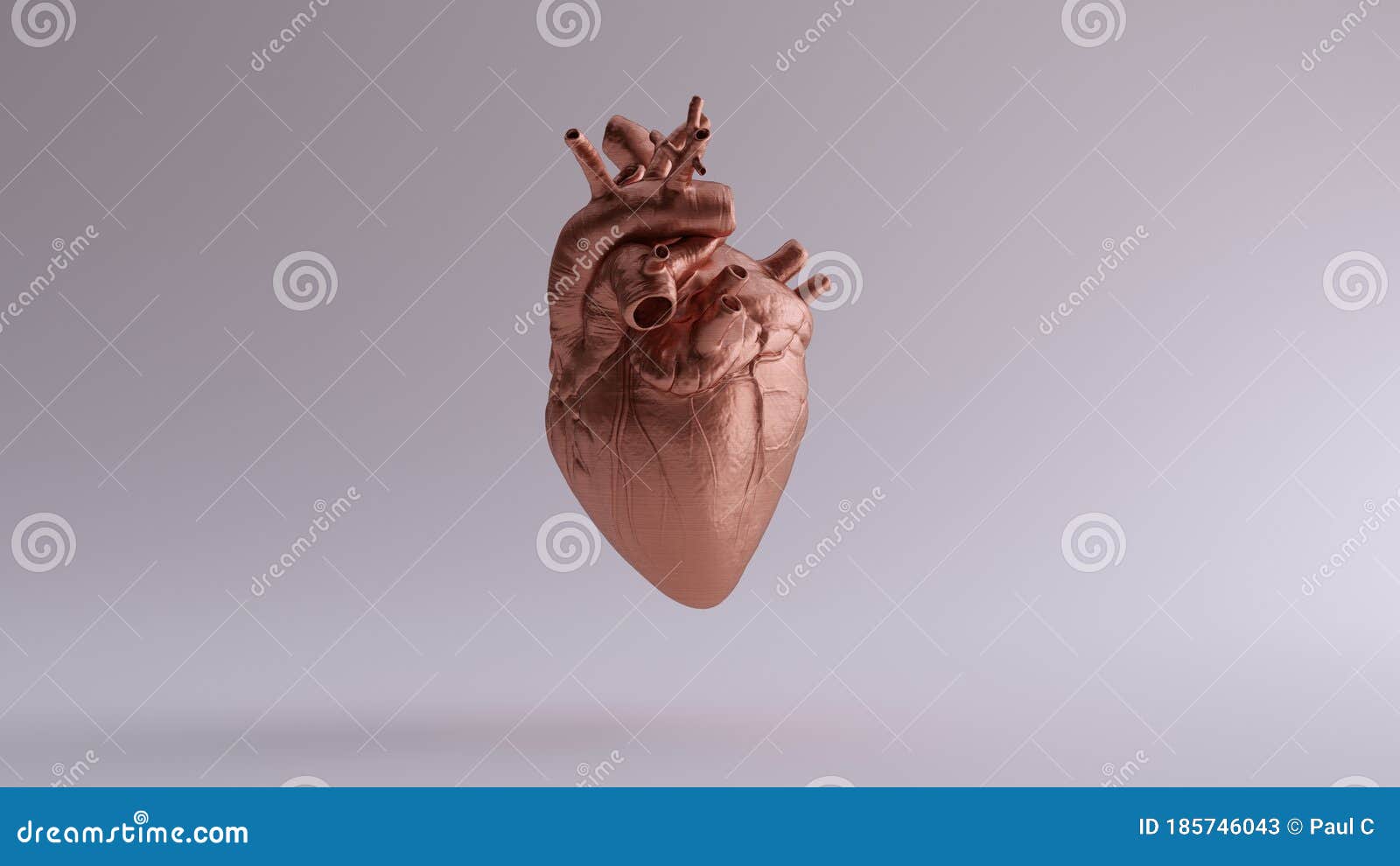 Copper Heart Anatomical stock illustration. Illustration of design ...
