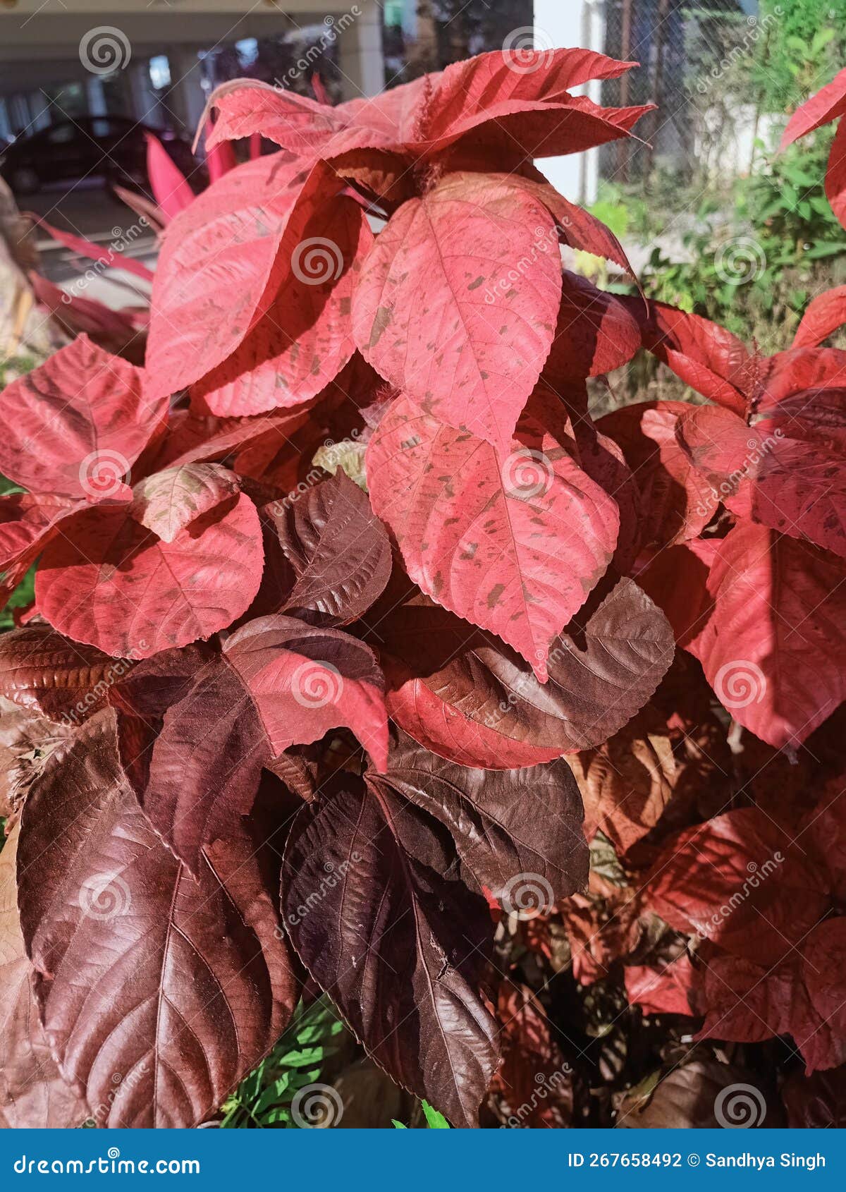 Copper Leaf Flora stock photo. Image of copper, leaf - 267658492