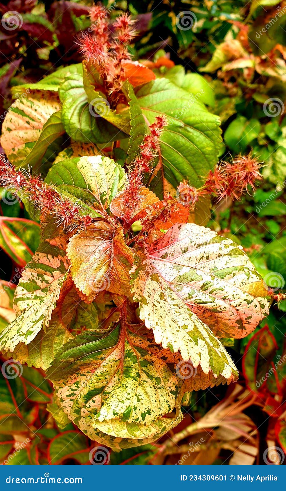 Copper leaf for garden stock image. Image of copper - 234309601