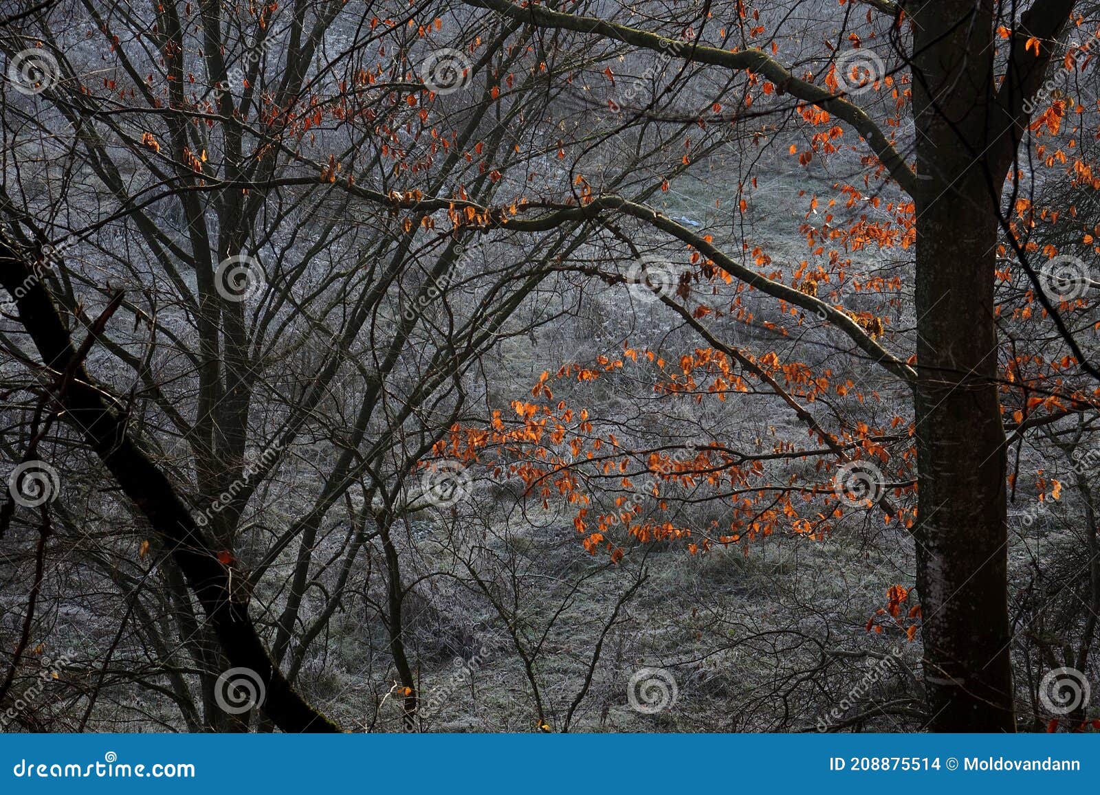 Copper Leaf Tree in November Stock Photo - Image of blossom, snow ...