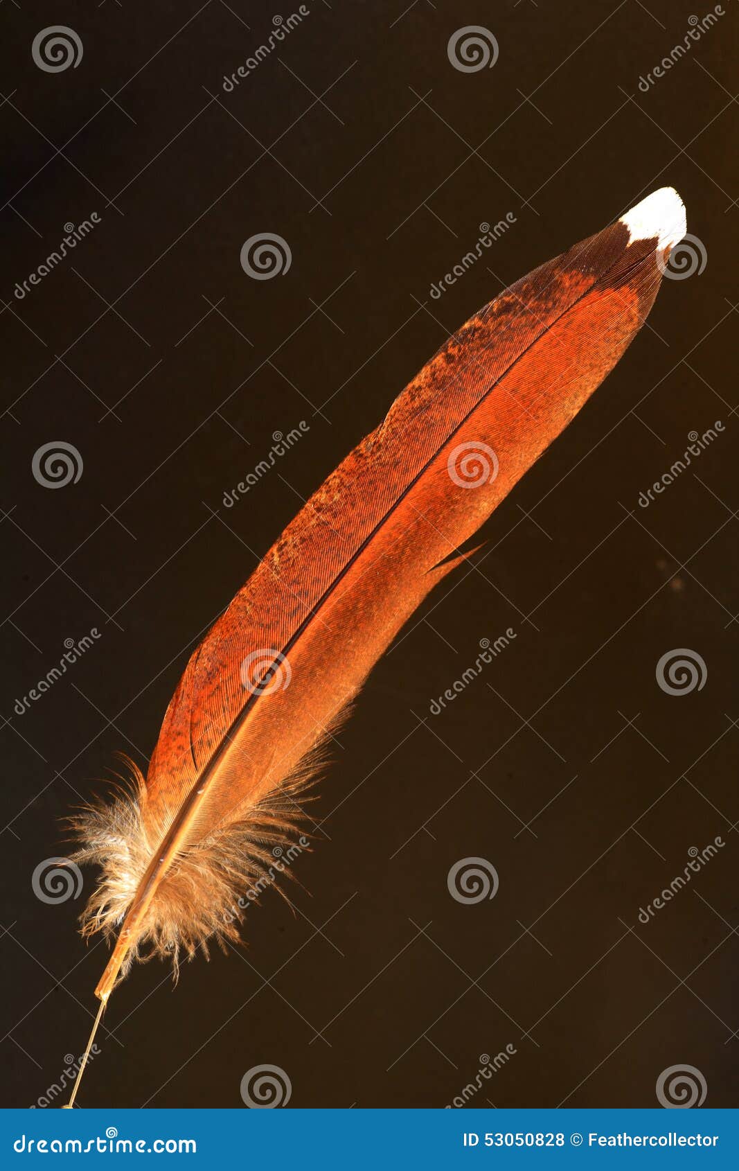 Copper Pheasant feather stock photo. Image of syrmaticus - 53050828