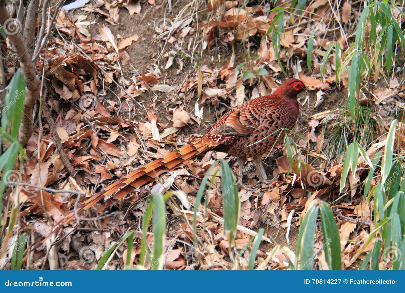 Copper Pheasant stock image. Image of nature, syrmaticus - 70814227