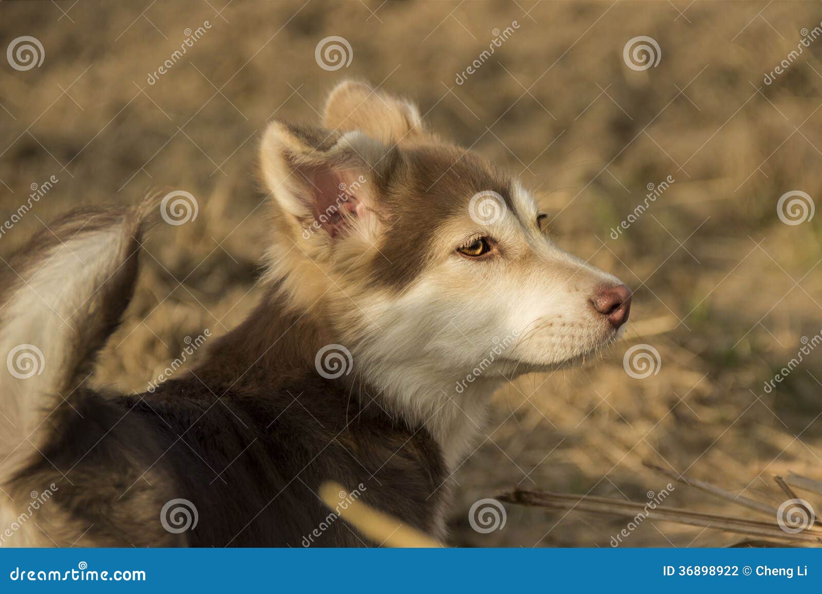 Copper red husky stock photo. Image of cute, gaze, brown - 36898922
