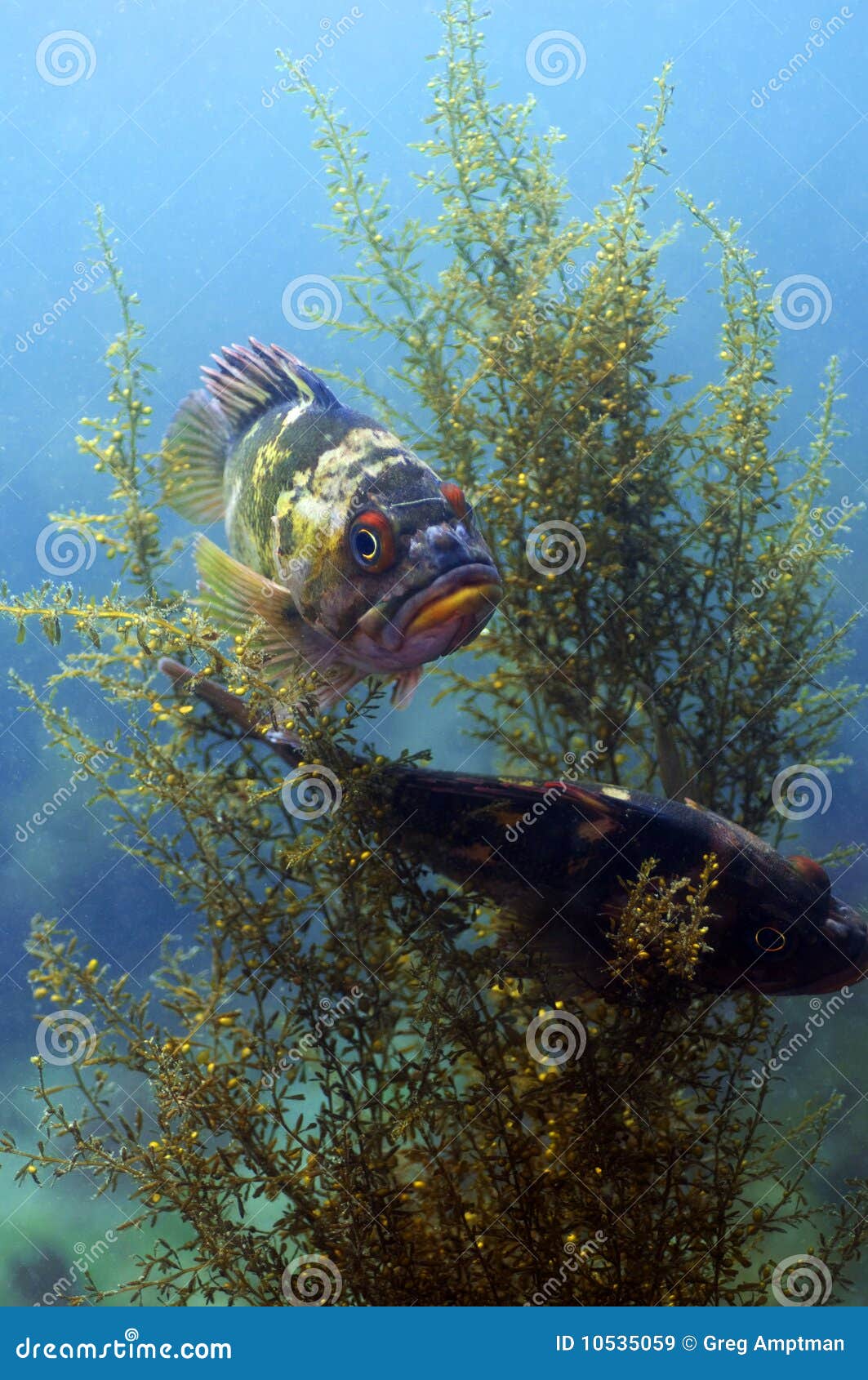Copper Rock Fish stock image. Image of life, seascape - 10535059
