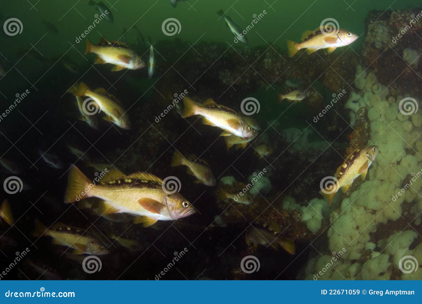 Copper Rock Fish stock image. Image of reef, underwater - 22671059