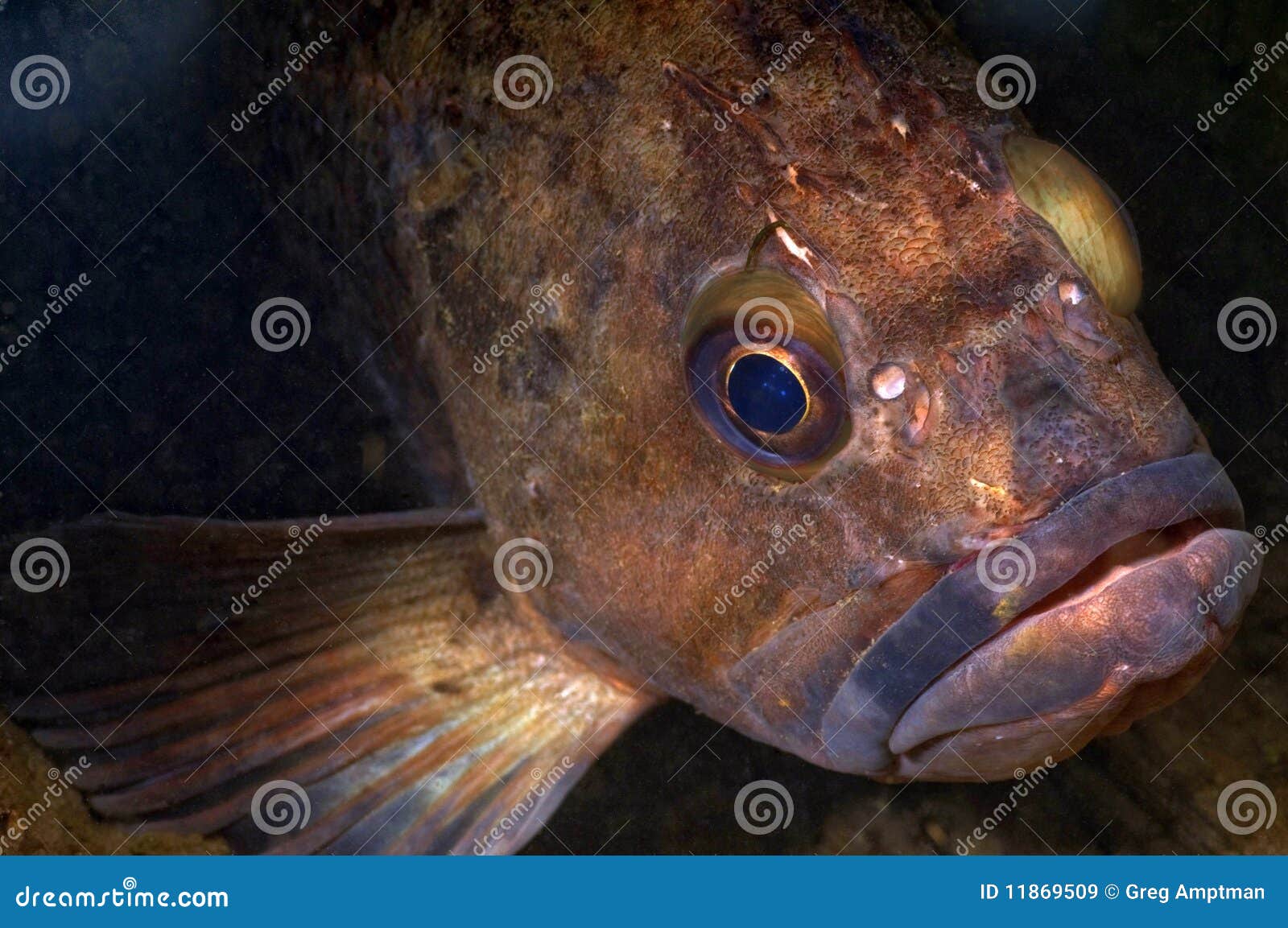 Copper Rockfish stock image. Image of seawater, fish - 11869509