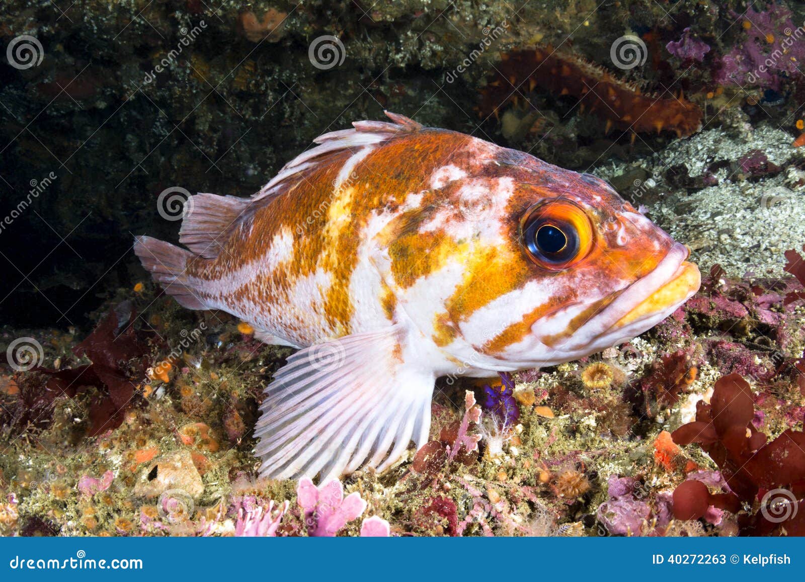 Copper rockfish stock image. Image of rockfish, cold - 40272263