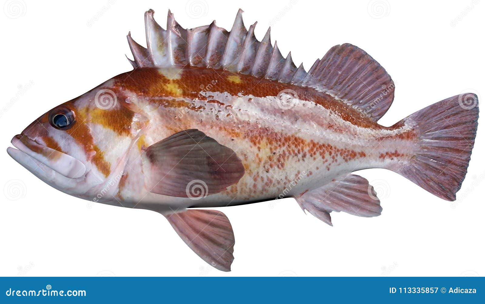Copper Rockfish stock image. Image of omega, pacific - 113335857