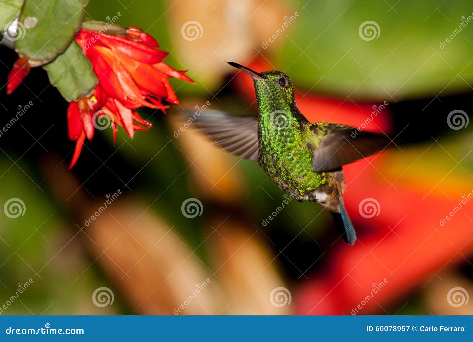 Copper-rumped Hummingbird 3 Stock Image - Image of suckling ...