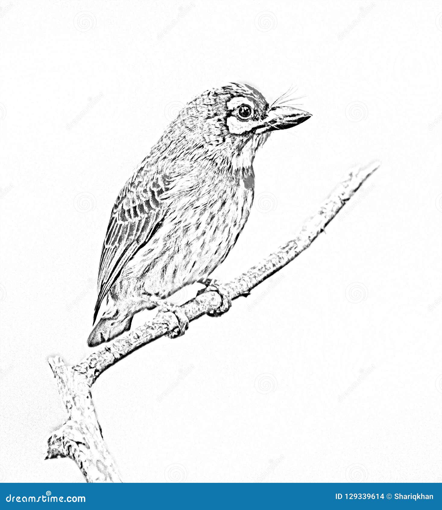 Copper-smith Barbet Drawing or Sketch Stock Photo - Image of pradesh ...