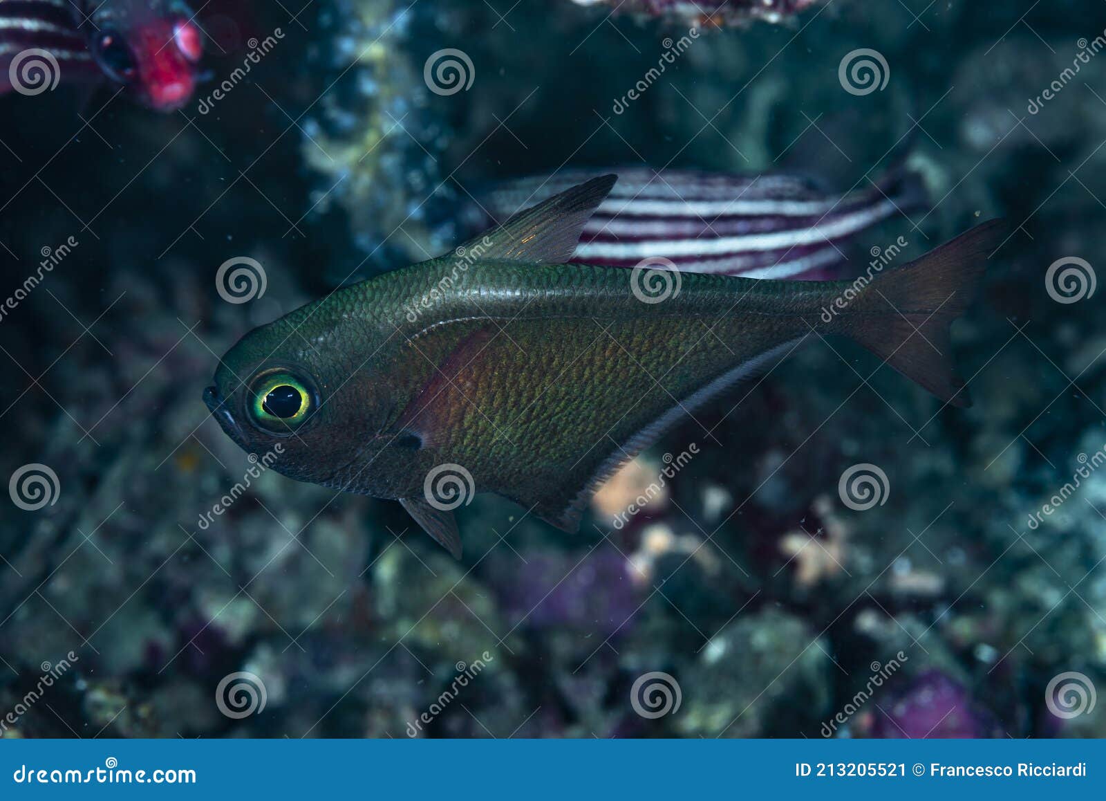 Copper Sweeper Pempheris Oualensis Royalty-Free Stock Photo ...