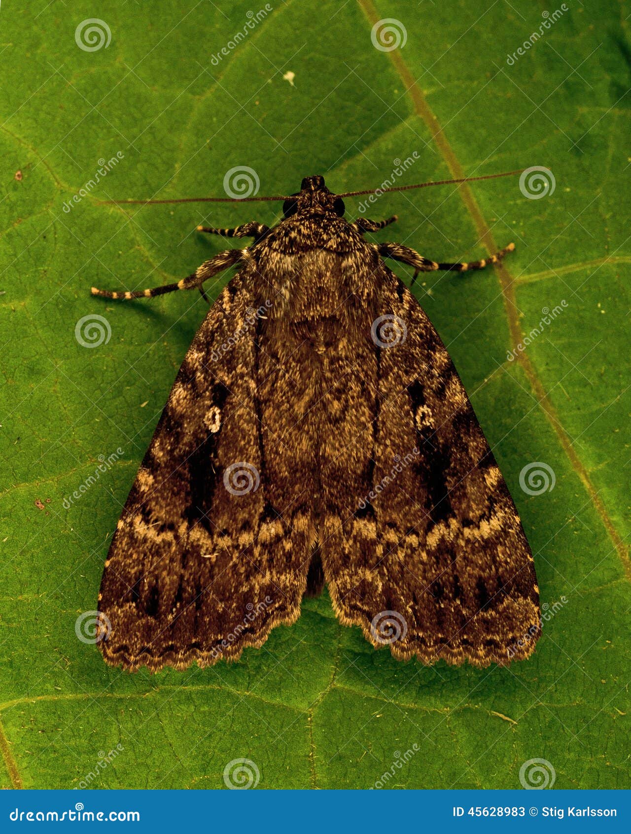 The Copper Underwing, Amphipyra Pyramidea Stock Image - Image of ...