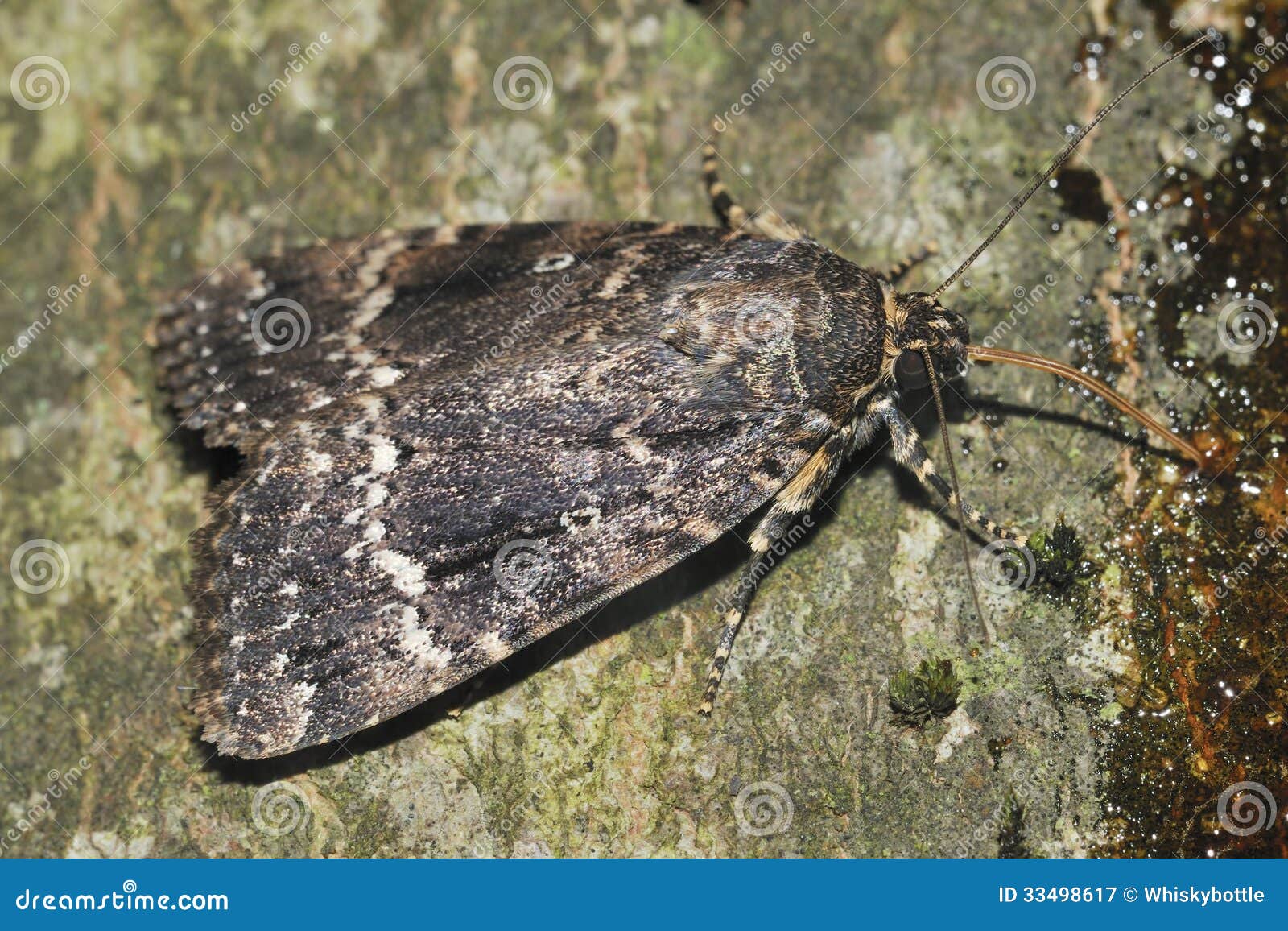 Copper Underwing Moth stock image. Image of proboscis - 33498617