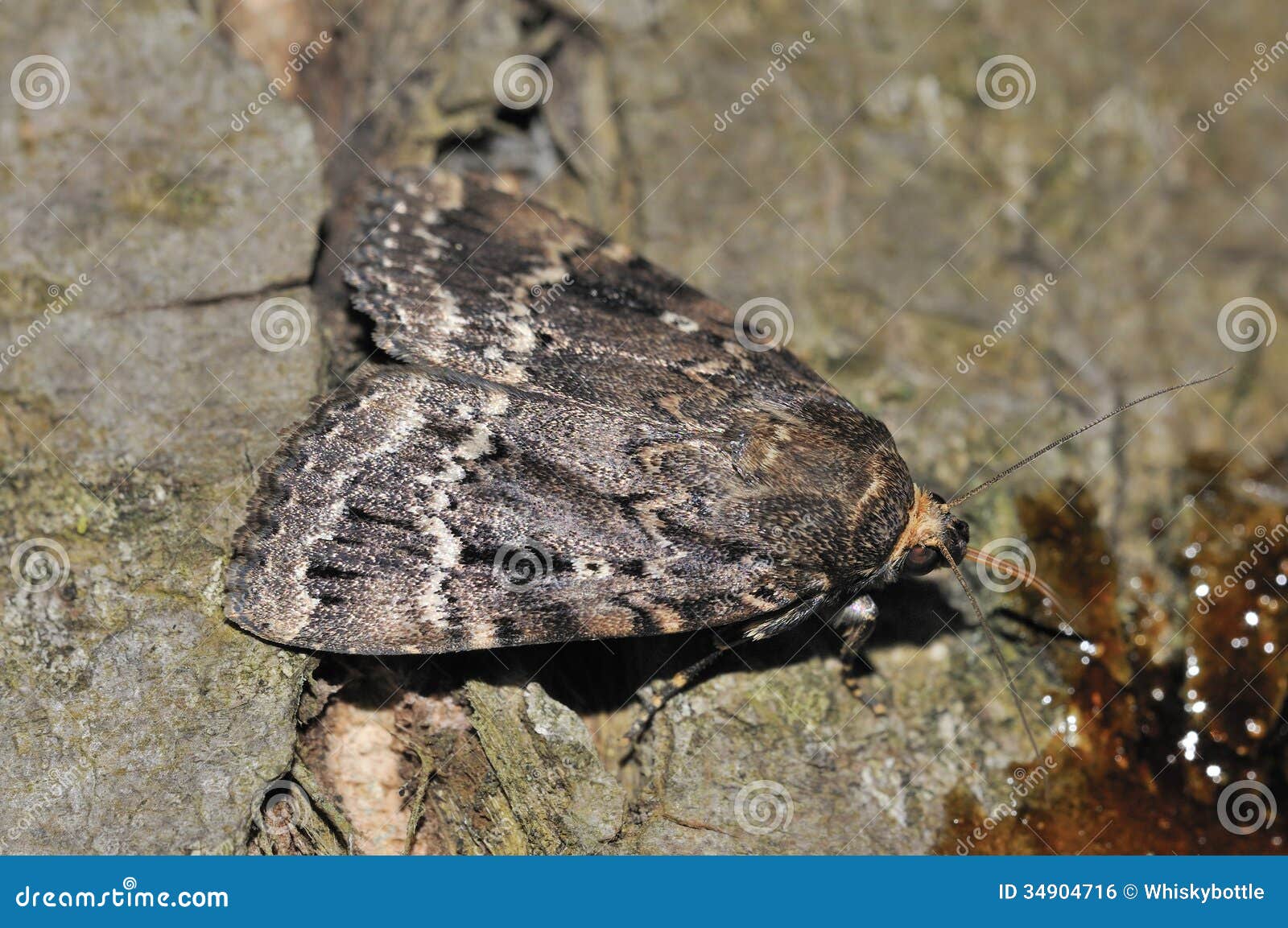 Copper Underwing Moth stock photo. Image of lepidoptera - 34904716