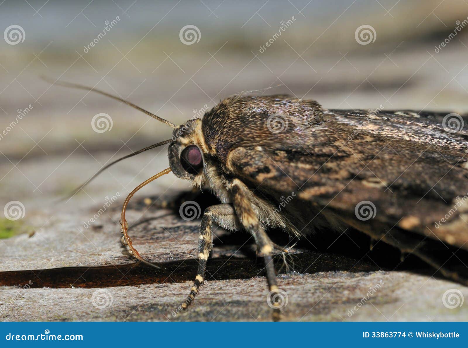 Copper Underwing Moth stock photo. Image of brown, moth - 33863774