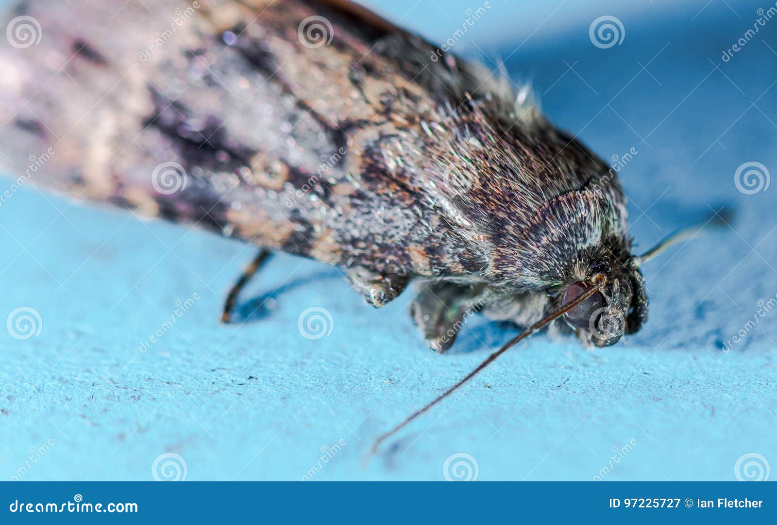 Copper Underwing Caterpillar, Piramidevlinder Rups, Amphipyra Pyramidea ...