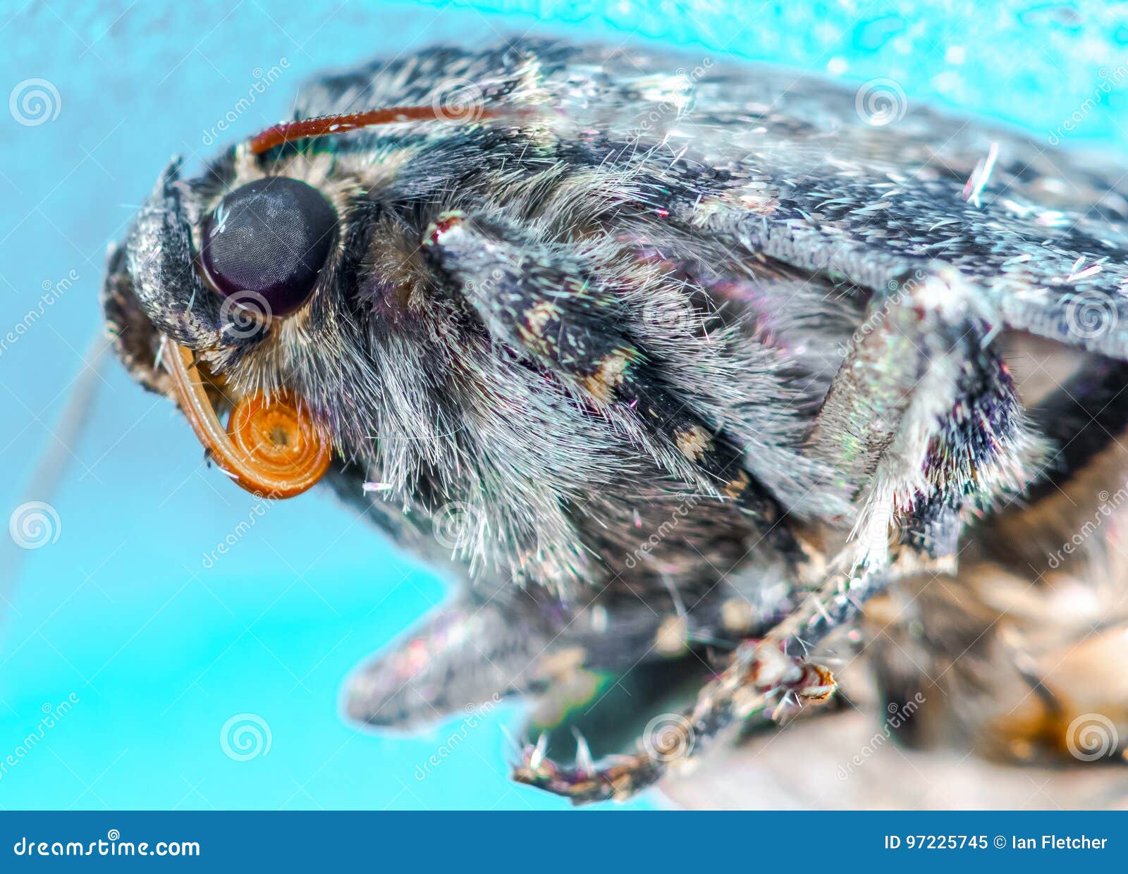 Copper Underwing Moth, Amphipyra Pyramidea Stock Image - Image of ...