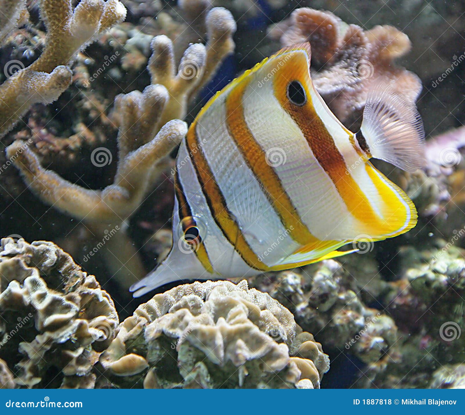 Copperband Butterfly Fish 2 Stock Photo - Image of copperband, striped ...