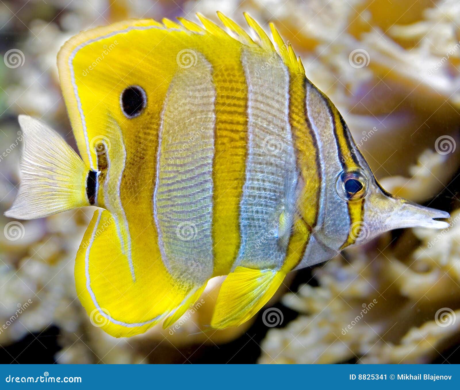 Copperband Butterfly Fish 5 Stock Image - Image of water, tropical: 8825341