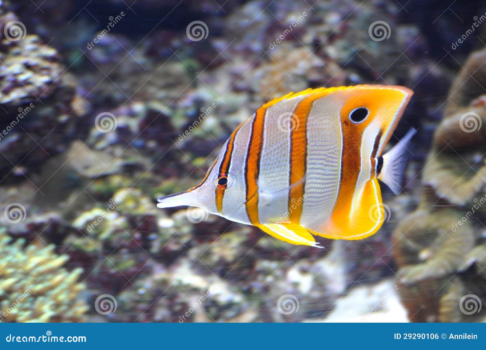 Copperband butterflyfish stock photo. Image of horizontal - 29290106