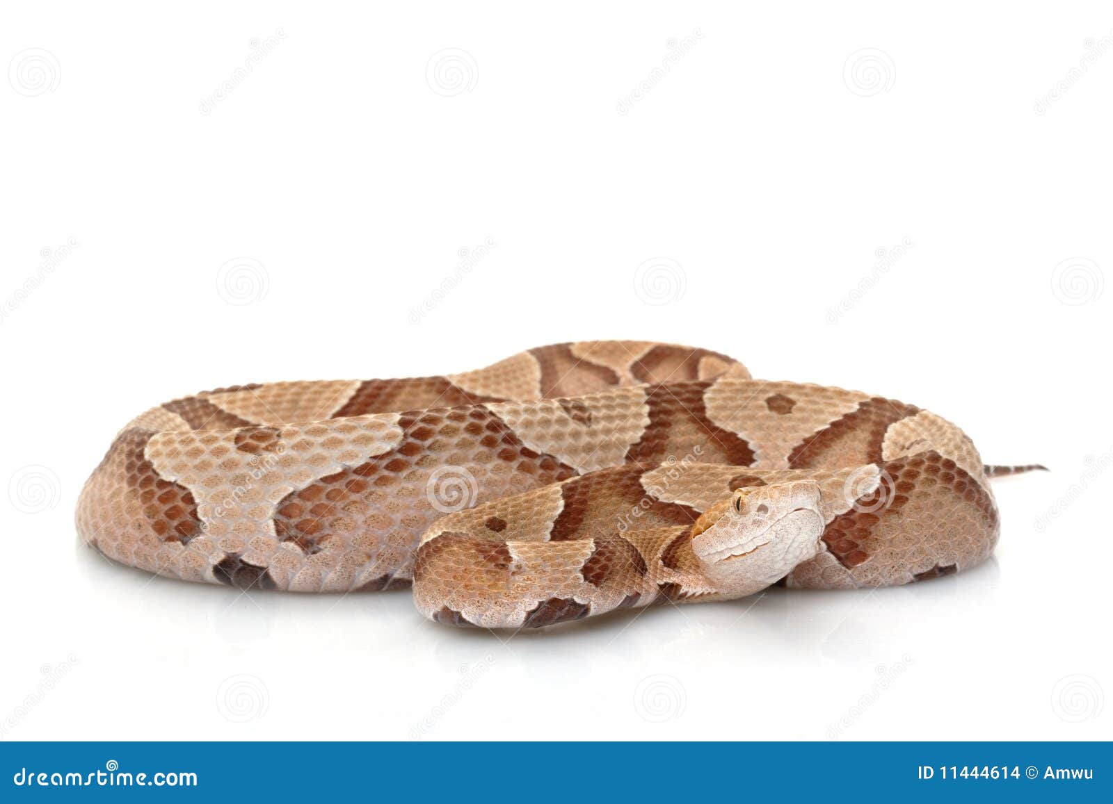 Alert Copperhead Snake Agkistrodon Contortrix, Hartbeespoort, Gauteng ...