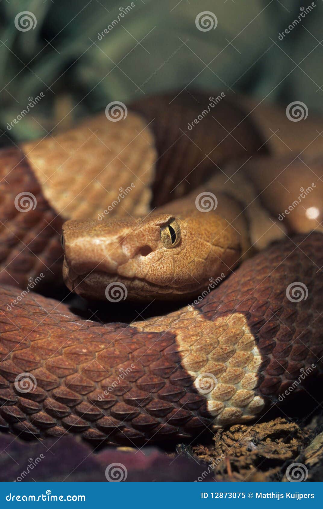 Copperhead stock image. Image of agkistrodon, venom, wildlife - 12873075