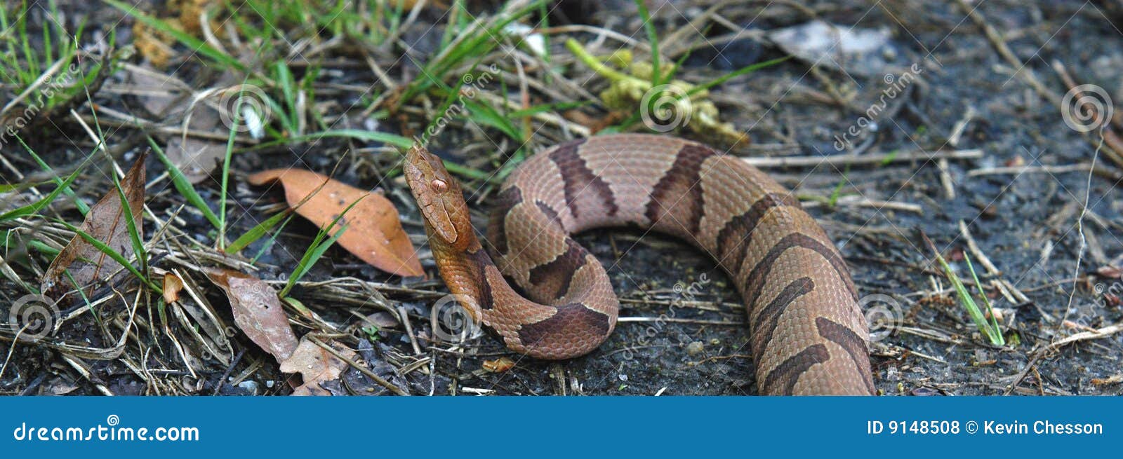Copperhead stock photo. Image of venom, fear, snake, copperhead - 9148508