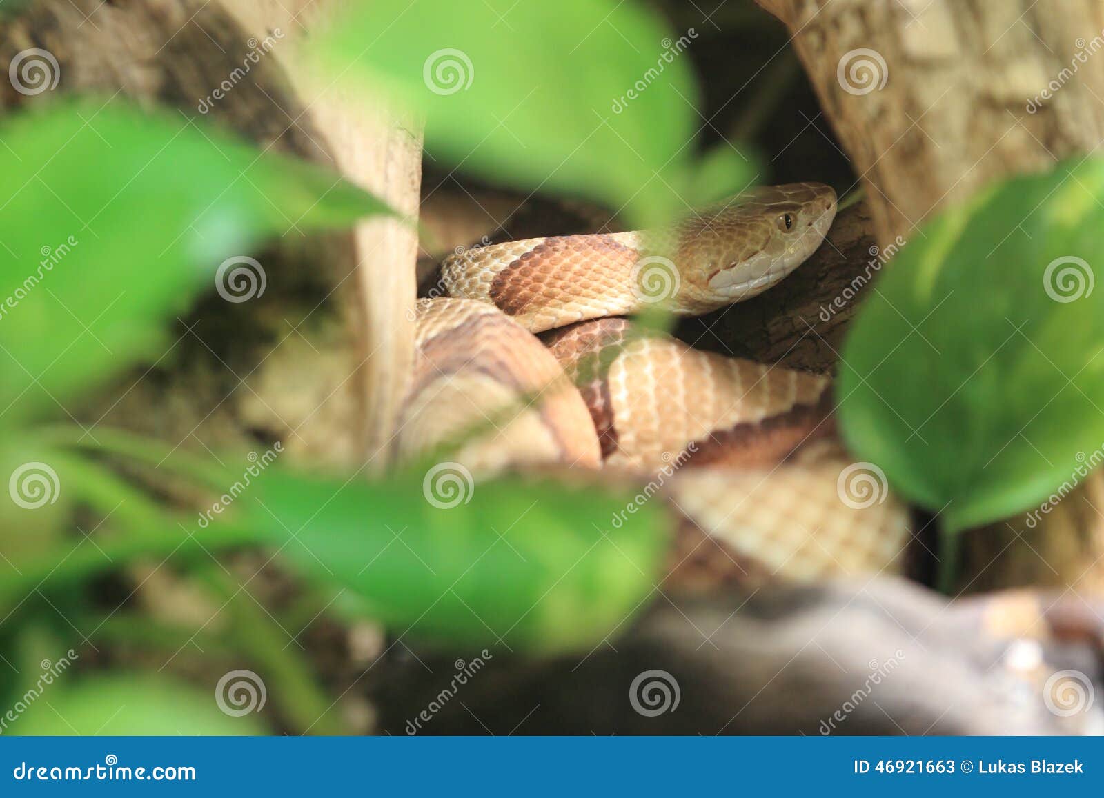 Copperhead stock image. Image of nature, animal, endemic - 46921663