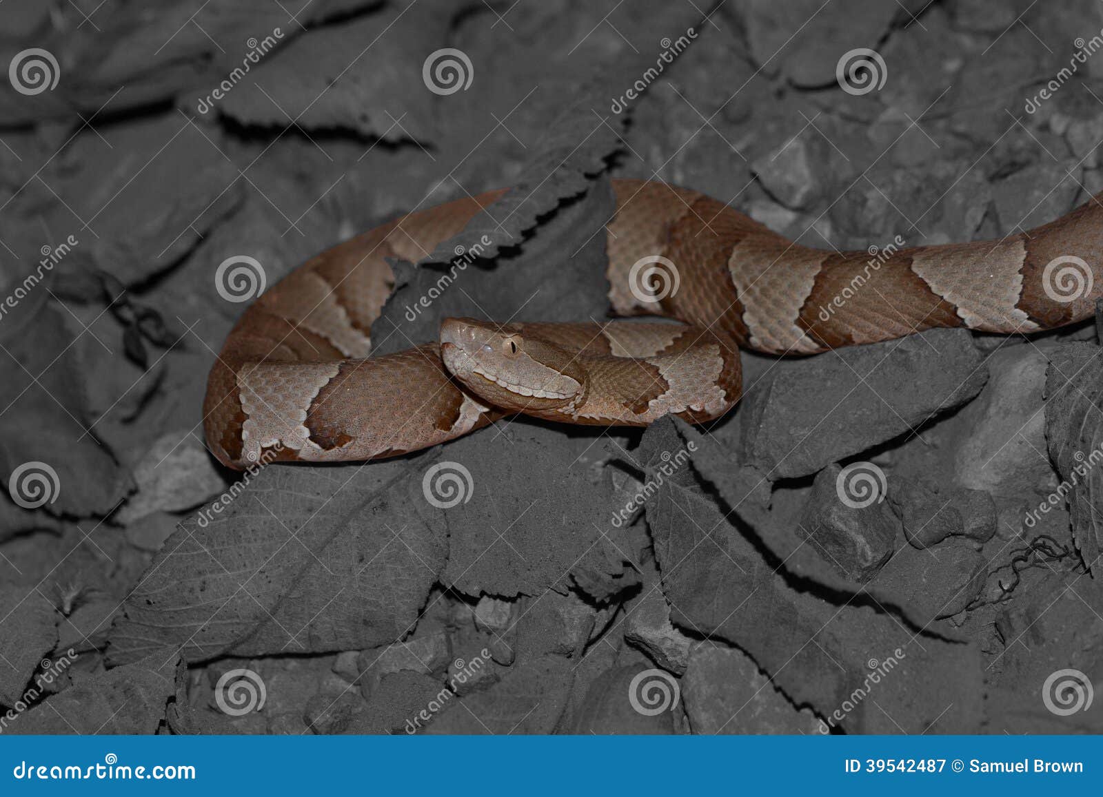 Copperhead stock image. Image of reptile, wildlife, snake - 39542487