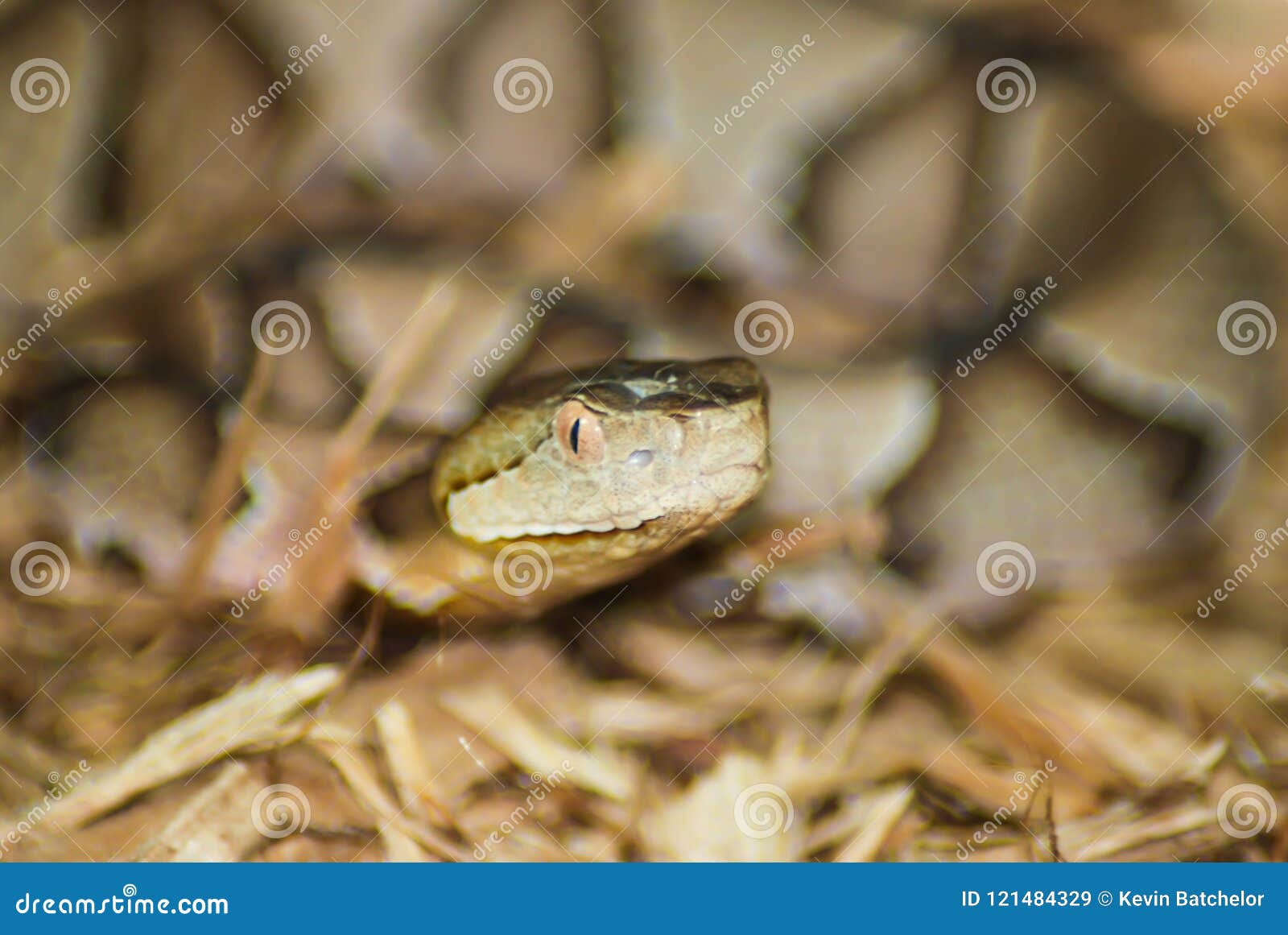 Copperhead stock image. Image of closeup, head, habitat - 121484329