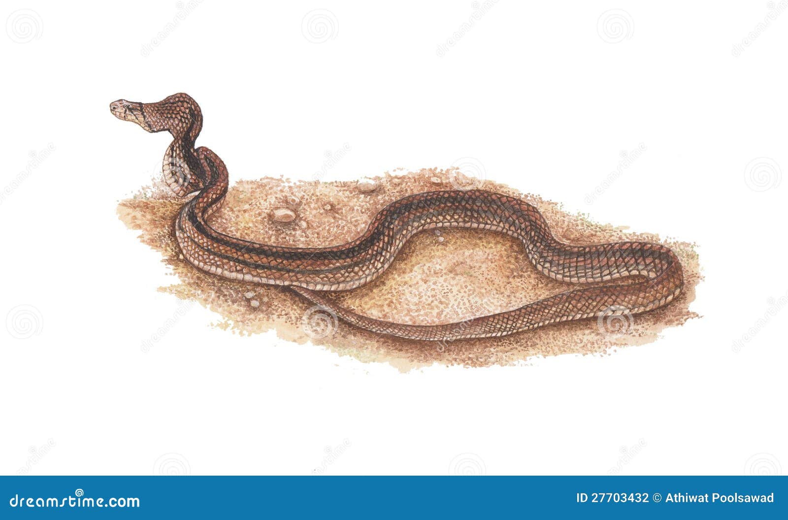 Copperhead Racer Snake stock illustration. Illustration of paint - 27703432