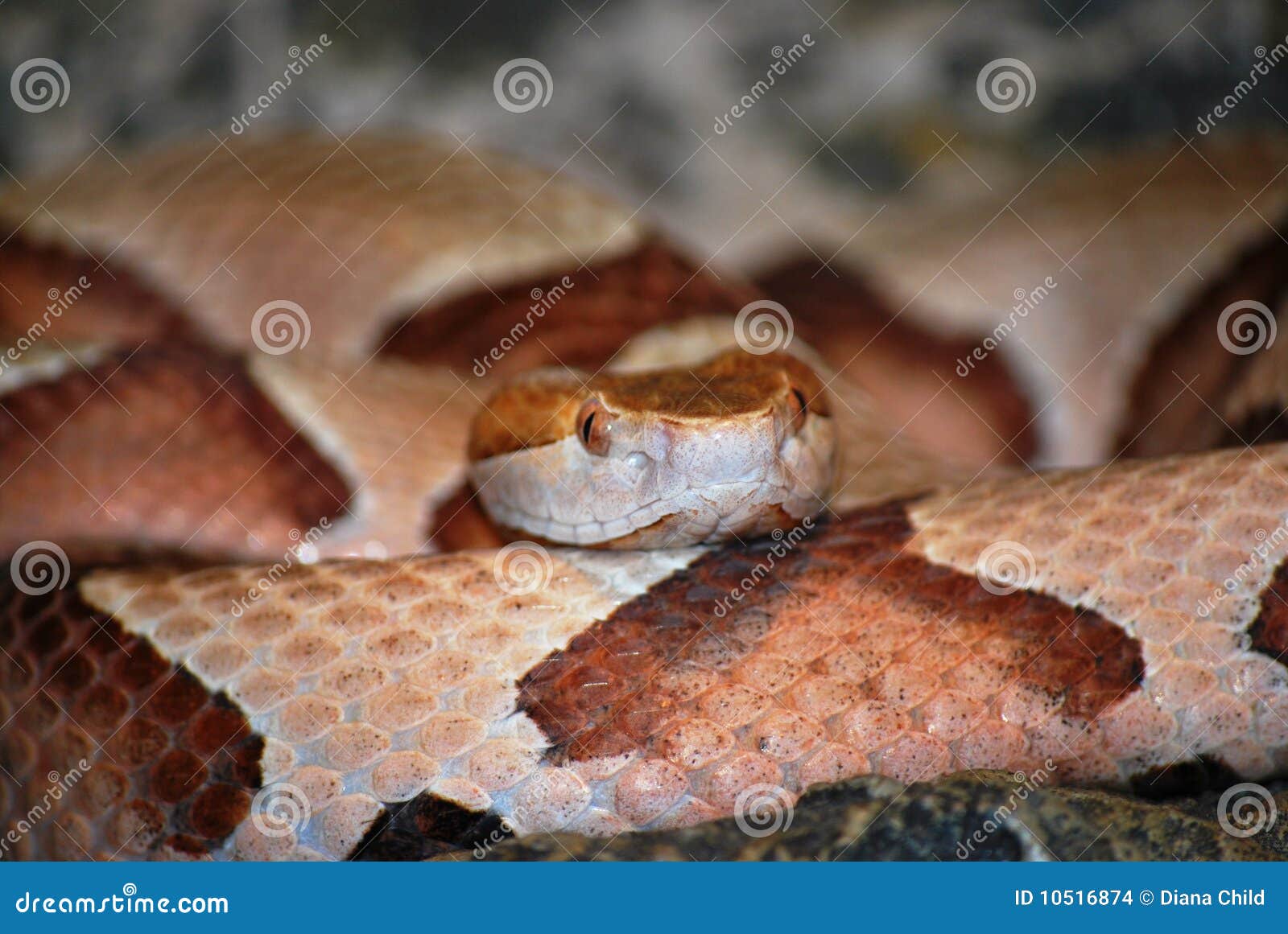 Copperhead Snake (Agkistrodon Contortrix) Royalty-Free Stock ...