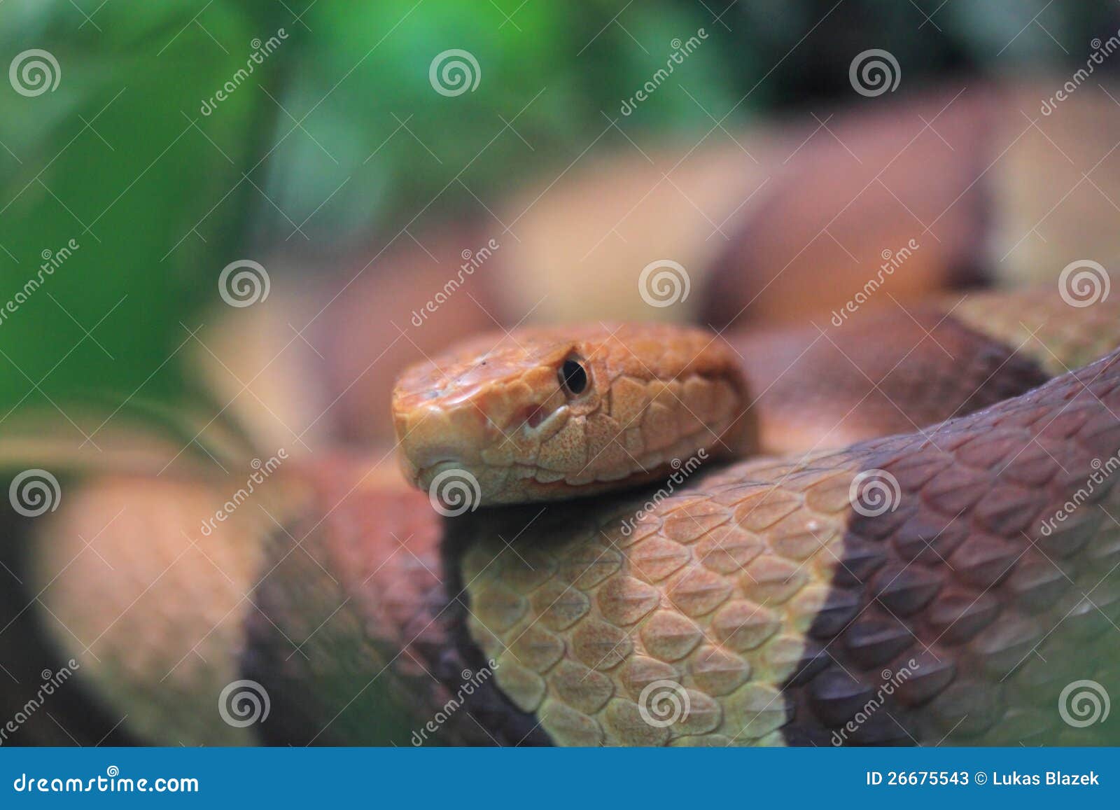 Copperhead Snake Agkistrodon Contortrix - Exotic Venomous Snake Stock ...
