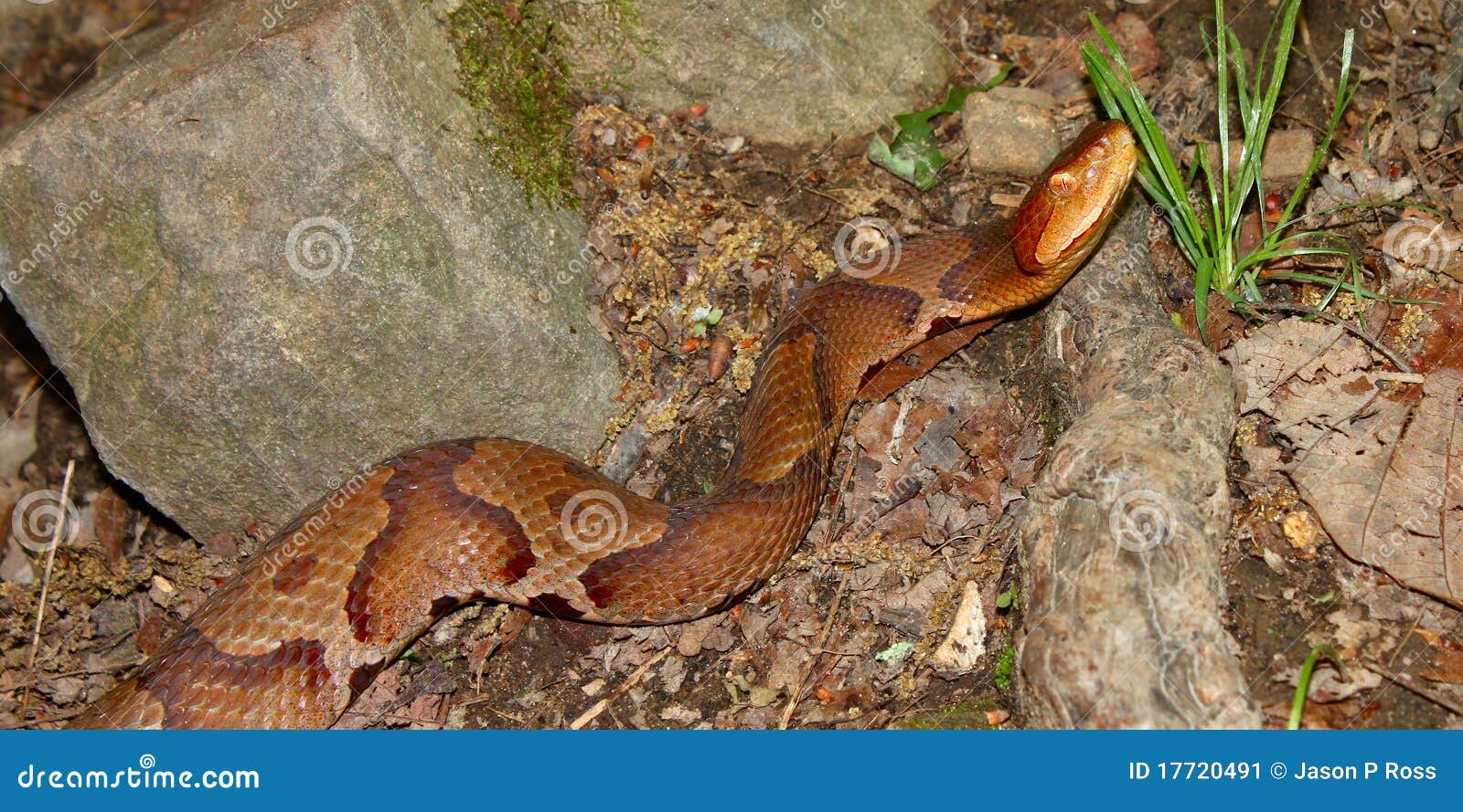 Copperhead Snake (Agkistrodon Contortrix) Stock Image - Image of ...