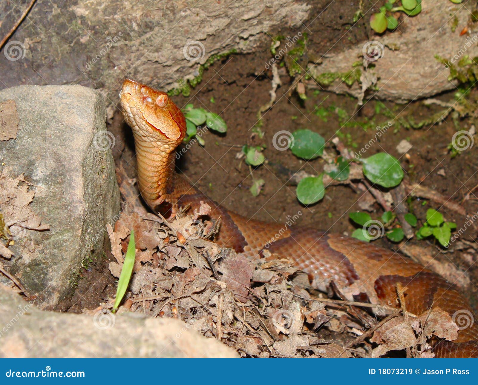 Copperhead Snake (Agkistrodon Contortrix) Stock Image - Image of deadly ...