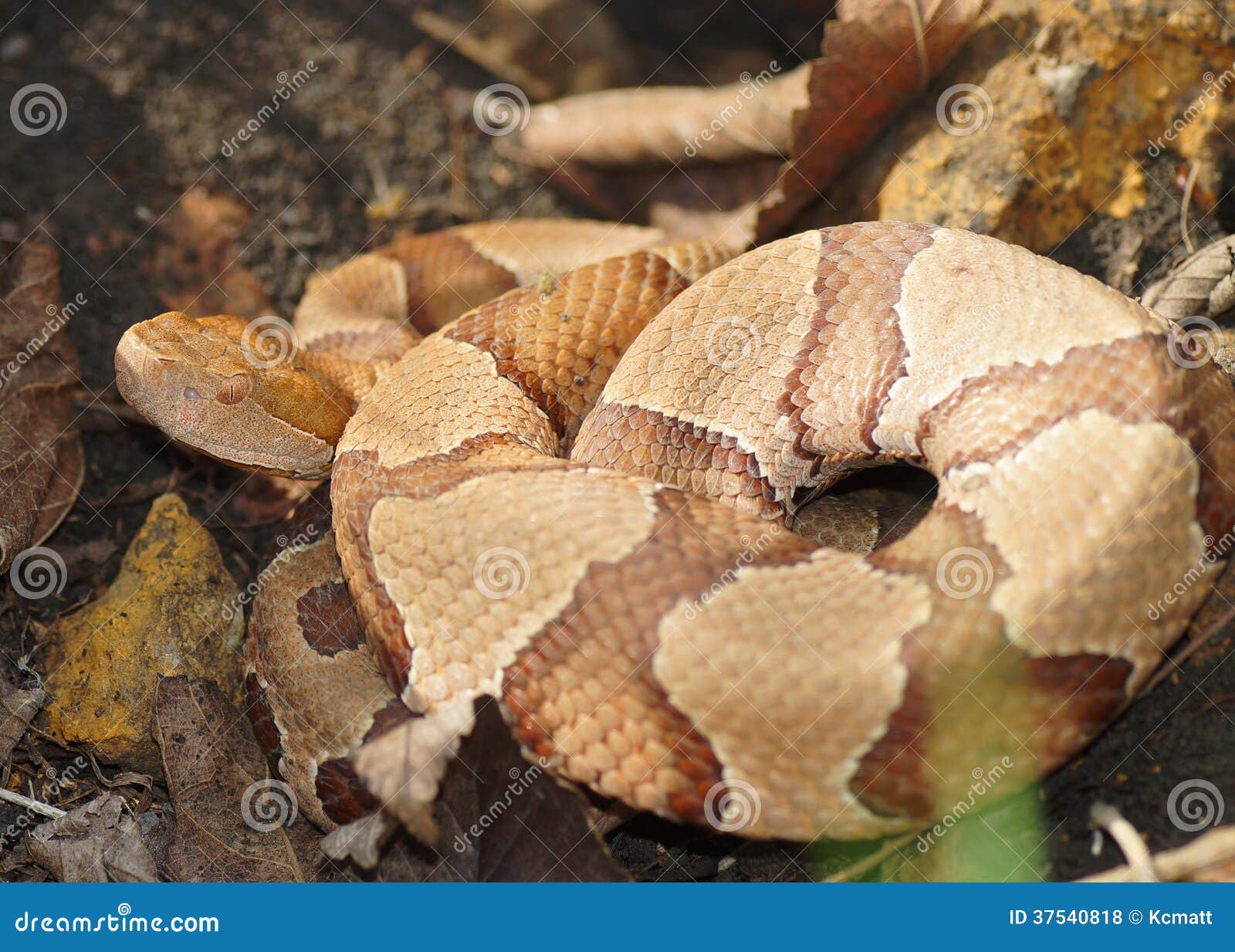 Copperhead Snake, Agkistrodon Contortrix Phaeogaster Stock Photo ...