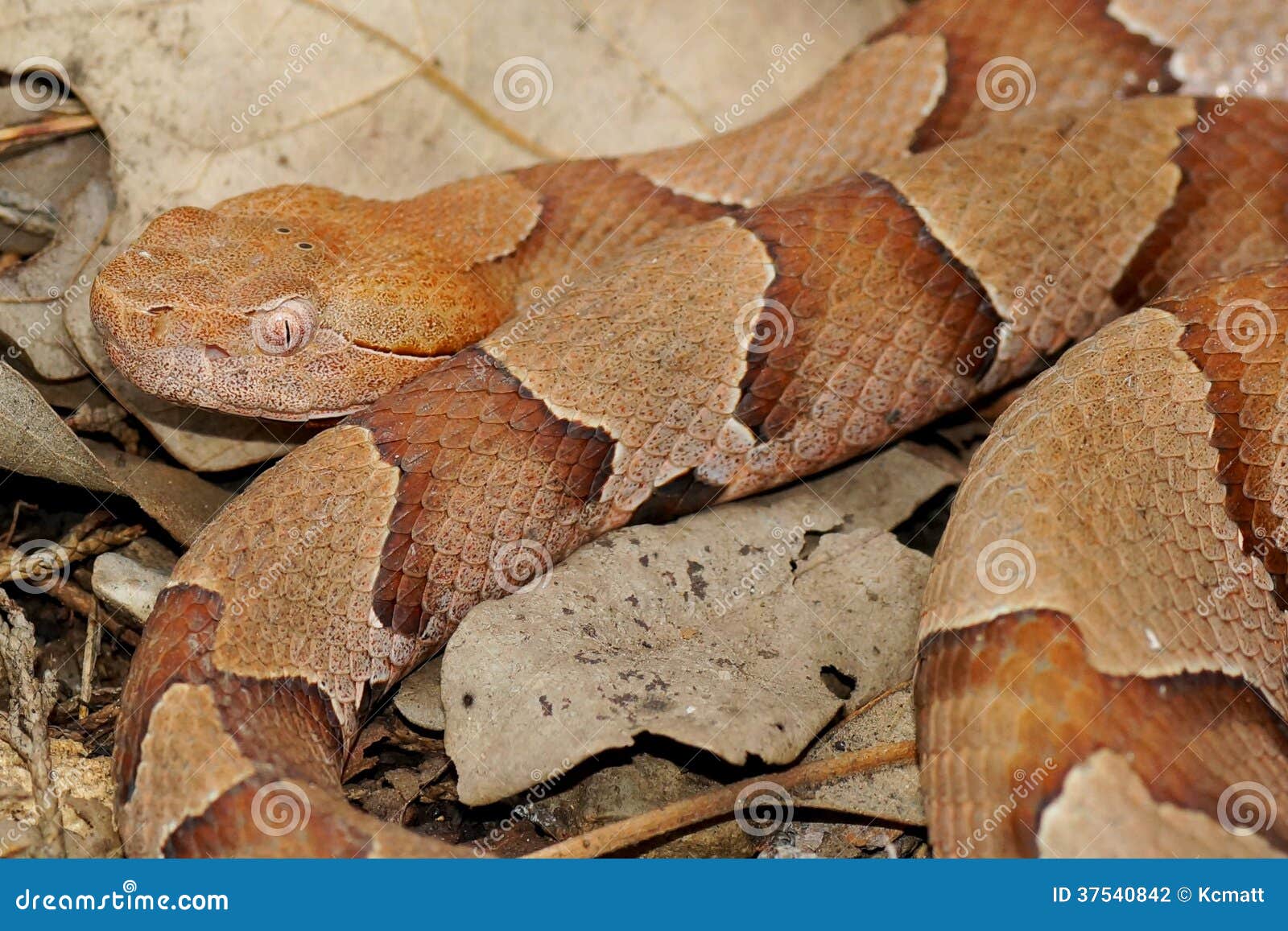 Copperhead Snake, Agkistrodon Contortrix Phaeogaster Stock Photo ...
