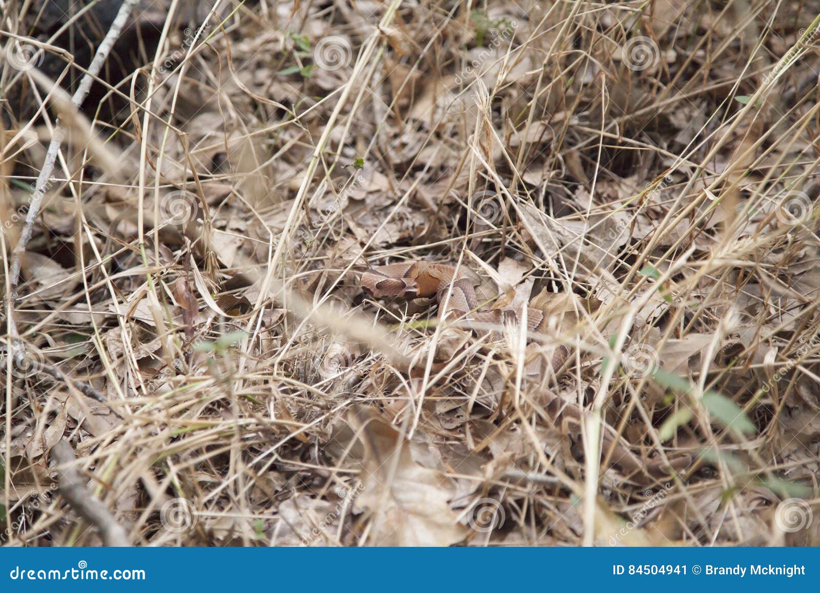 Copperhead stock image. Image of character, crawling - 84504941